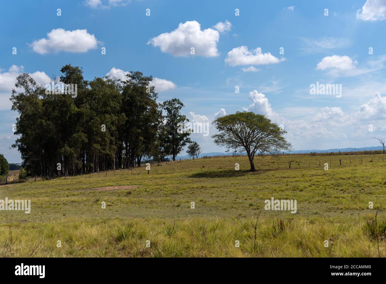 The Pampa Biome is one of the most beautiful types of natural ...