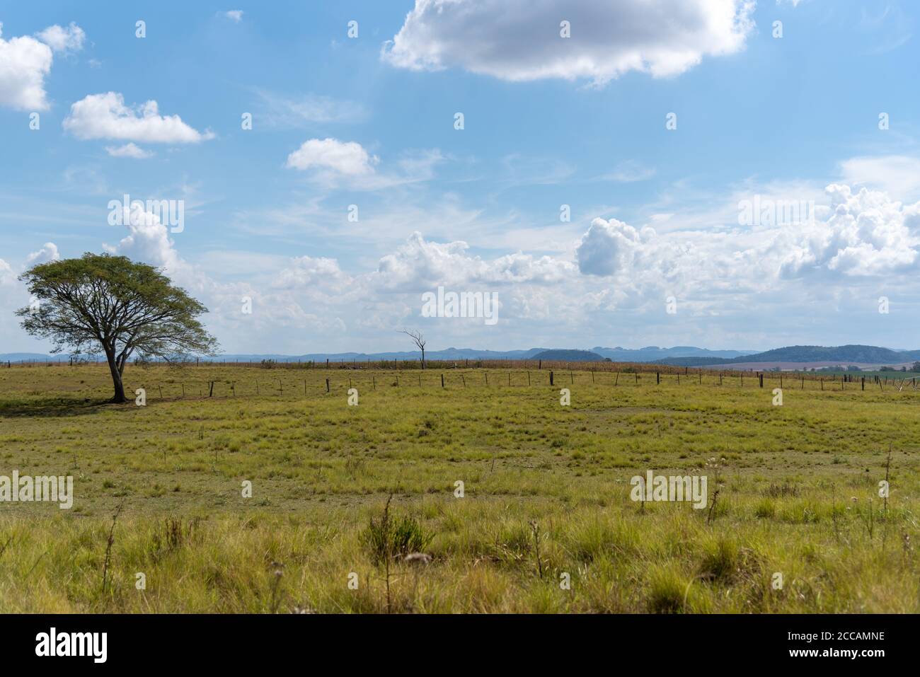 The Pampa Biome is one of the most beautiful types of natural ...