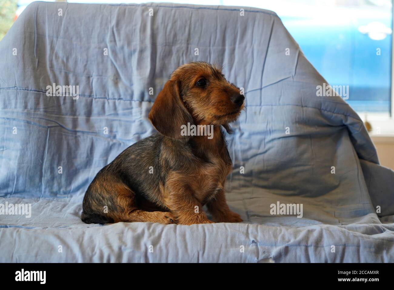 German breed the Dachshund Stock Photo - Alamy