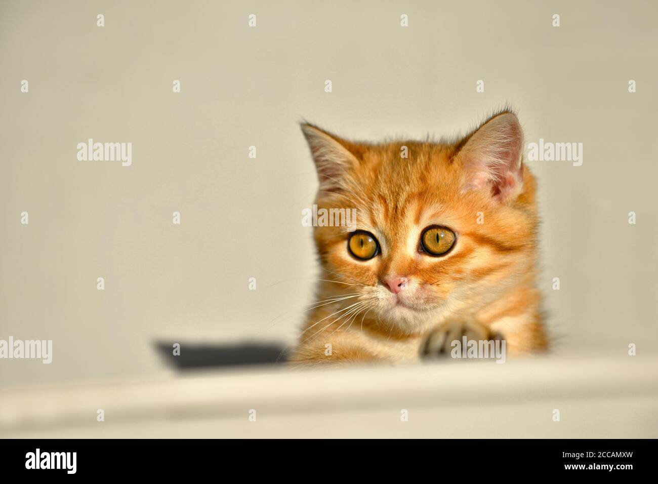 Domestic cat paw over eyes hi-res stock photography and images - Alamy