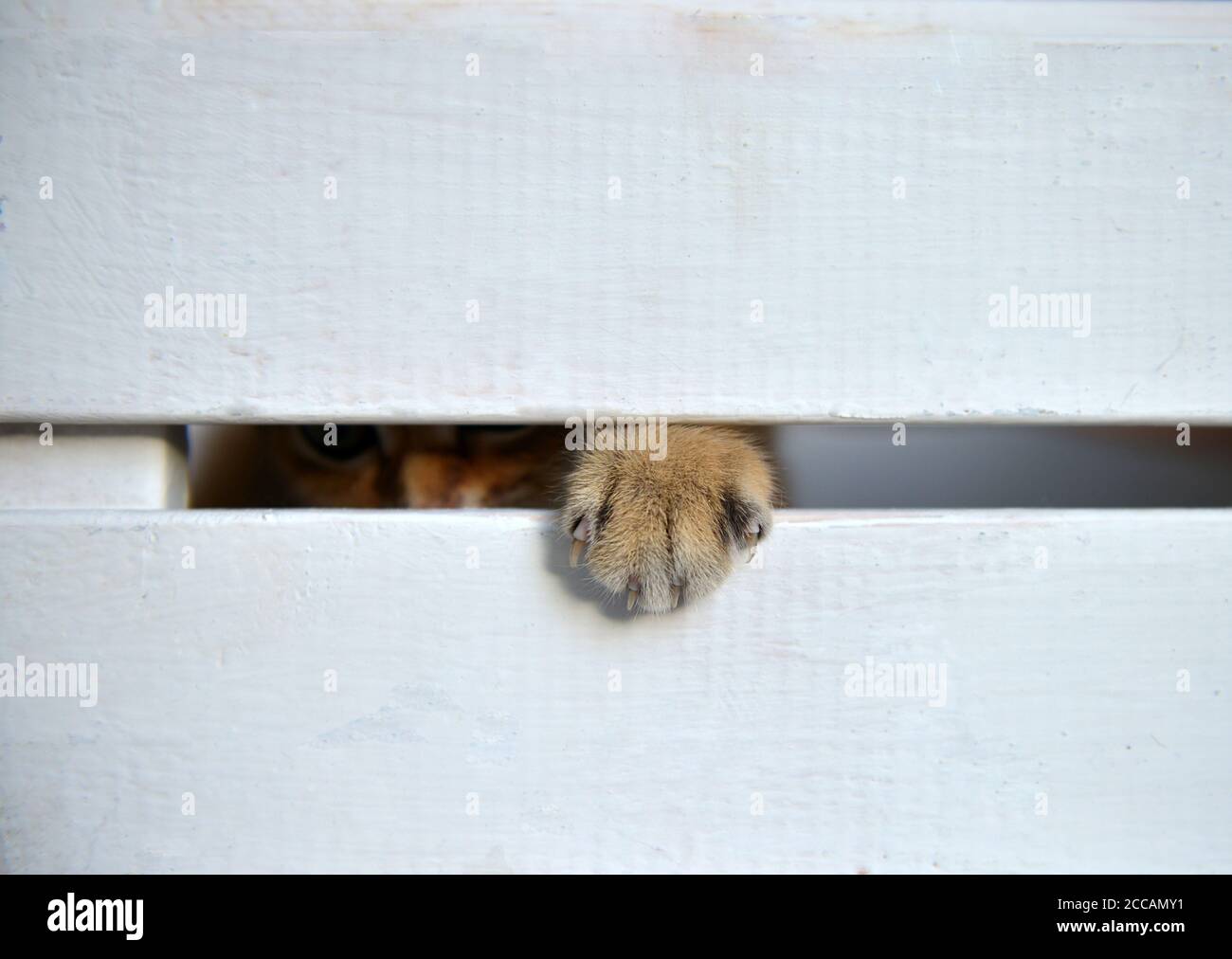 Fluffy cat's paw. Copy Space for Text. Cat's cute paw. Domestic cat paw ...
