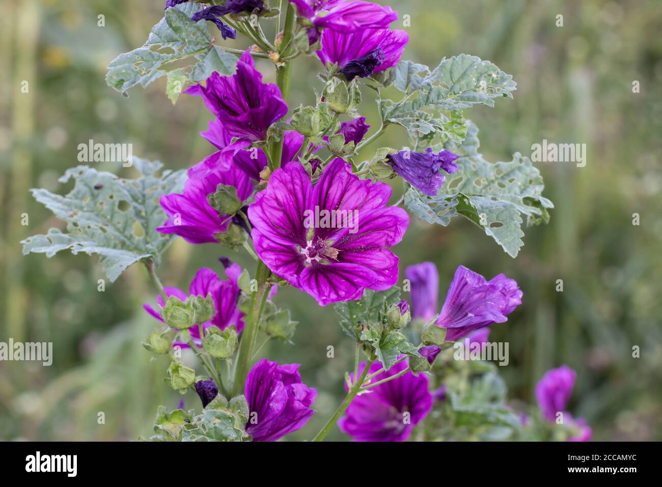 Wilde malve hi-res stock photography and images - Alamy