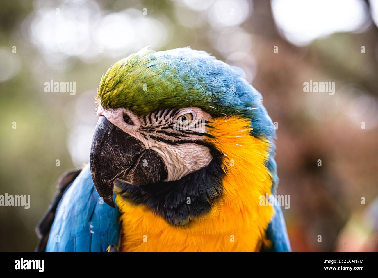 old Macaw-canindé, with yellow and blue bellies, who suffered abuse in ...