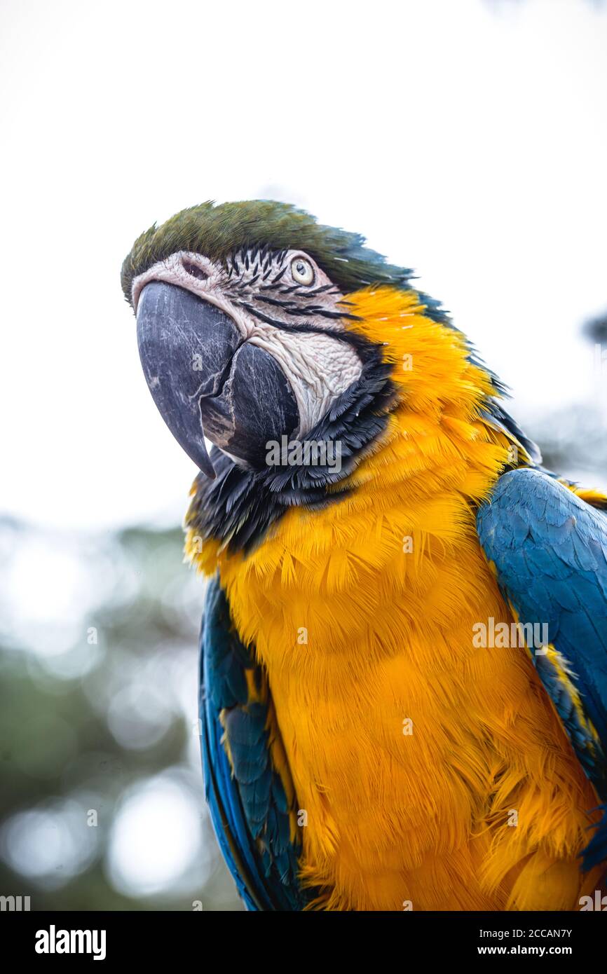 old Brazilian Macaw, 40 years old, yellow-and-blue-bellied bird, native ...