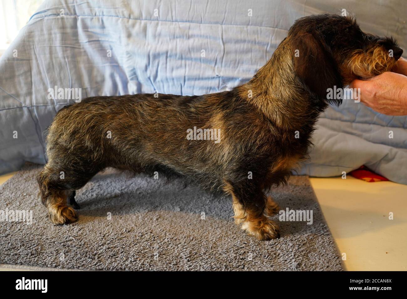 German breed the Dachshund Stock Photo - Alamy