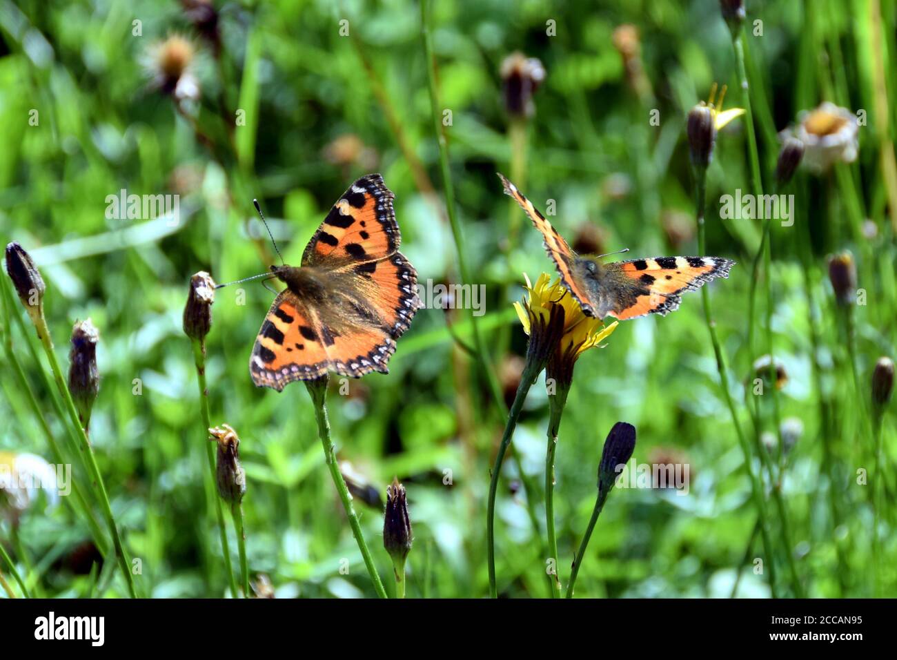 Two small tortoiseshell butterflies hi-res stock photography and images ...