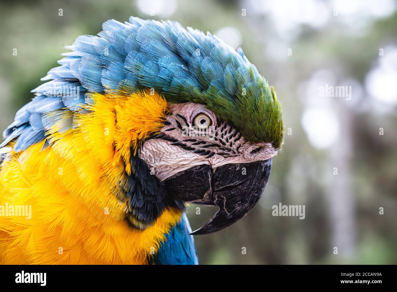 old Macaw-canindé with broken beak, wound due to animal trafficking ...