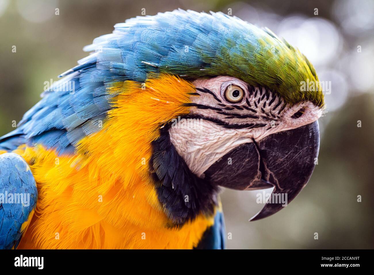 40-year-old old macaw, with pointed feathers, scared scared animal ...