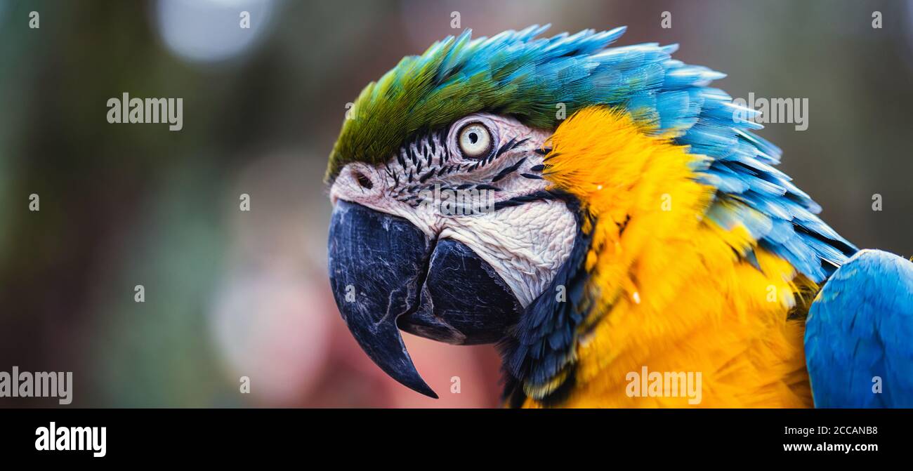 40-year-old old macaw, with pointed feathers, scared scared animal ...