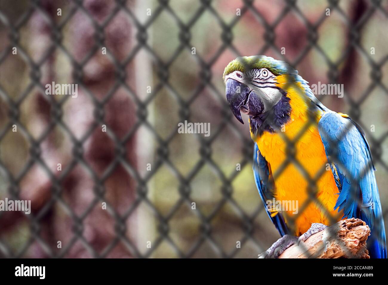 old Macaw-canindé, bird with yellow and blue belly, native to the ...