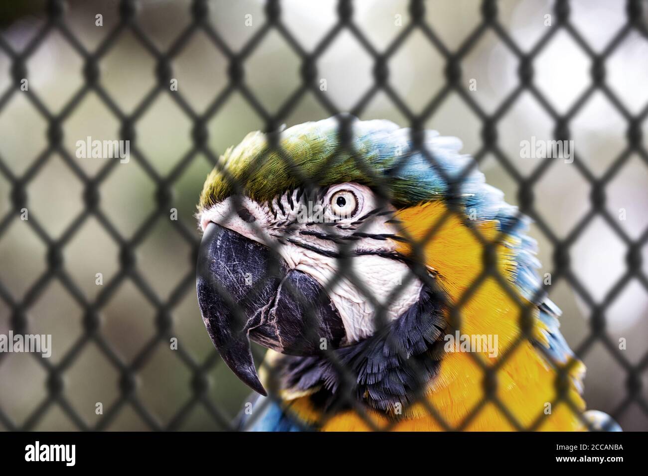 old Macaw-canindé, with yellow and blue bellies, who suffered abuse in ...