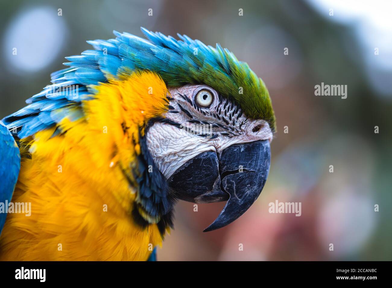 40-year-old old macaw, with pointed feathers, scared scared animal ...