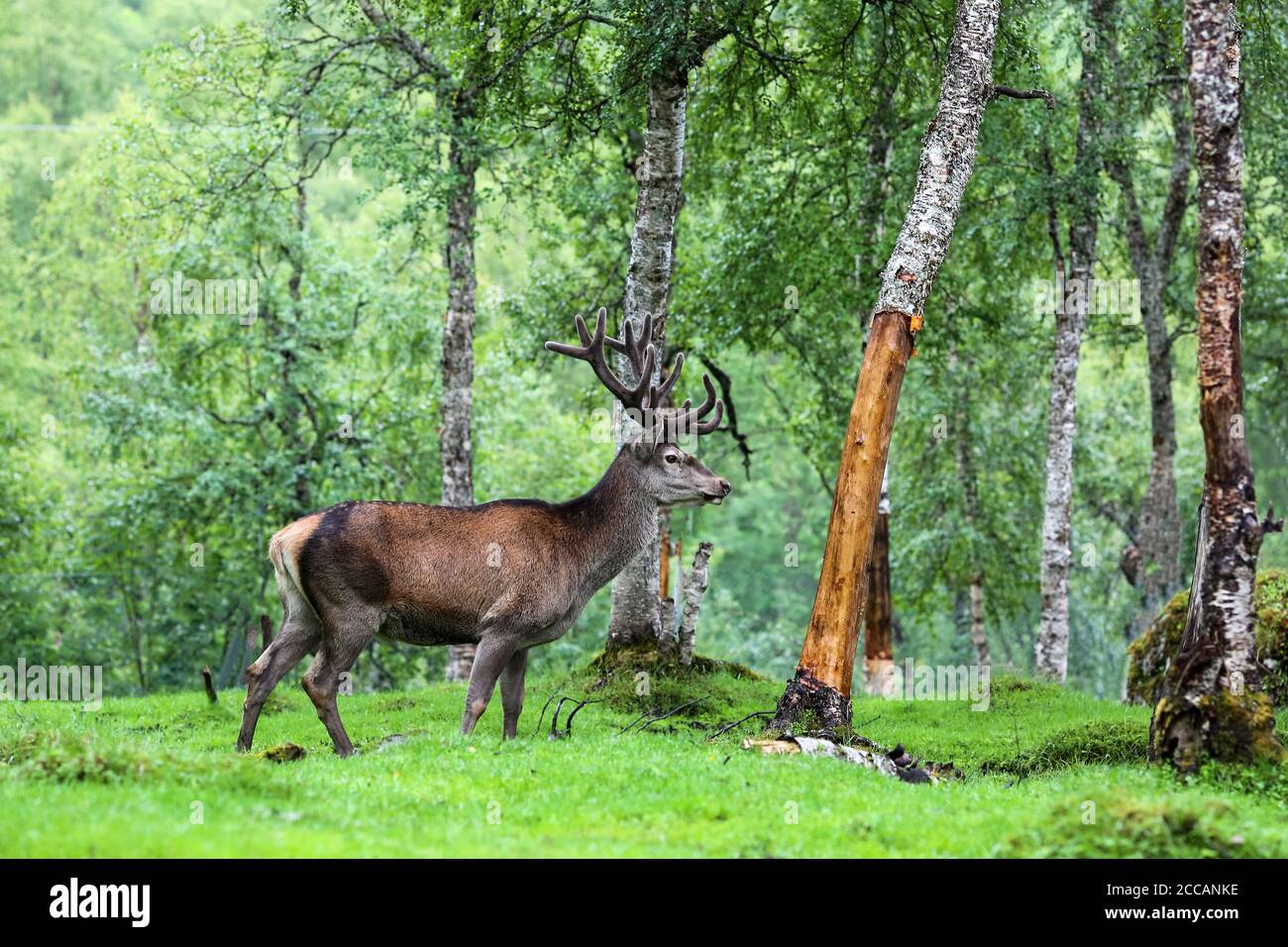 Animal Deer in the wild forest in the summer Stock Photo - Alamy