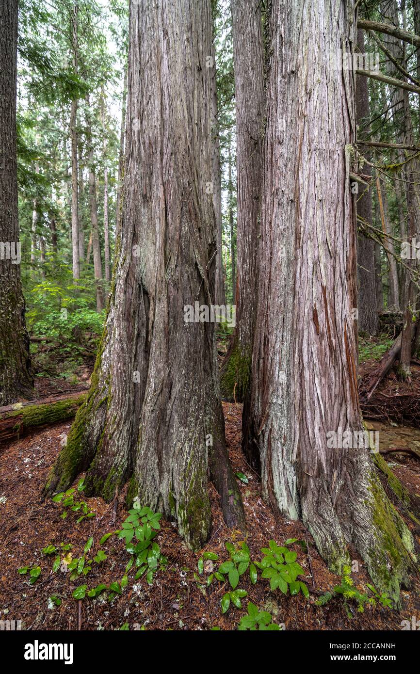 Cedar wood state hi-res stock photography and images - Alamy