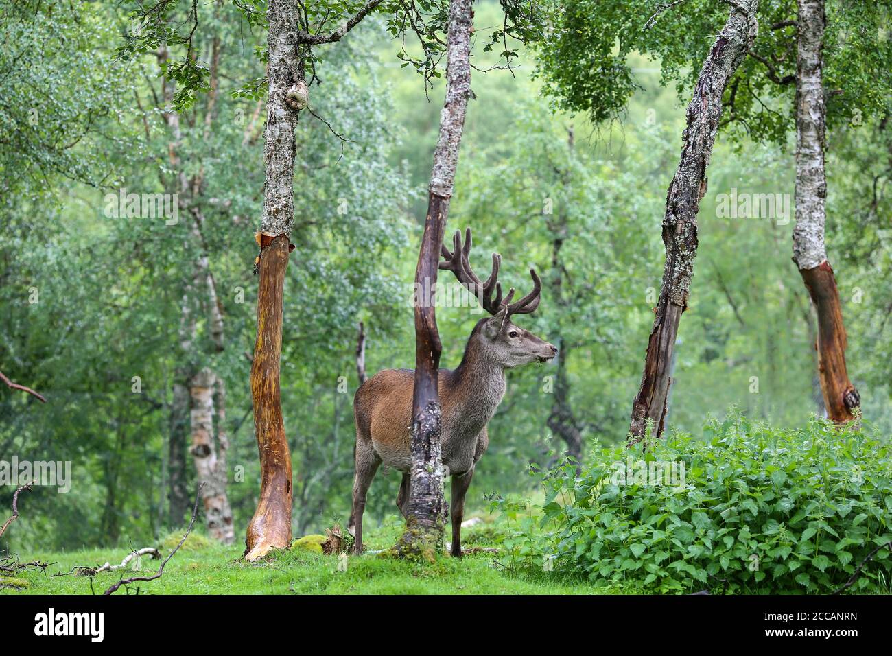 animal deer in the wild forest in the summer Stock Photo - Alamy