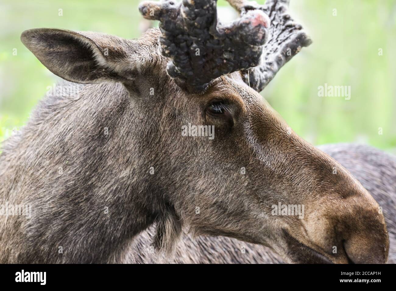 Moose closeup portrait in the wild forest Stock Photo - Alamy