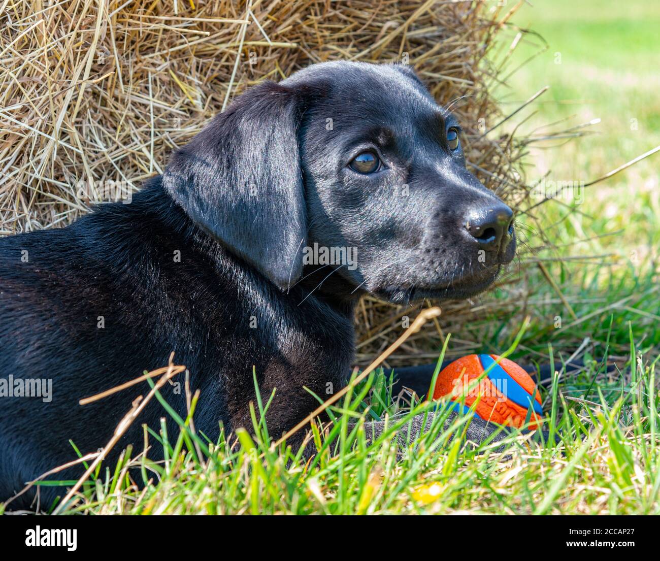 Nine-week-old Black Labrador puppy laying in the shade of a straw bale ...