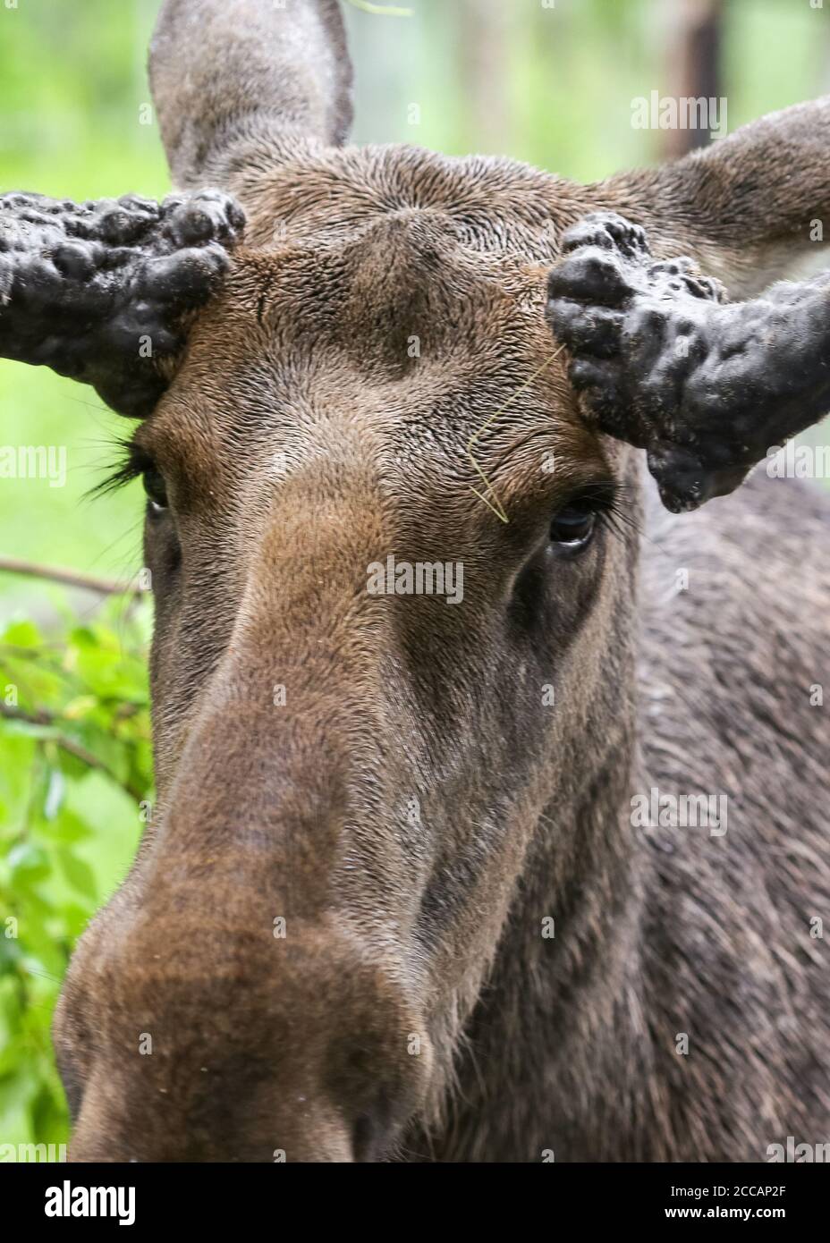 Moose closeup portrait in the wild forest Stock Photo - Alamy