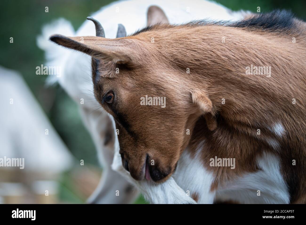 charming portrait of a dwarf goat Stock Photo - Alamy