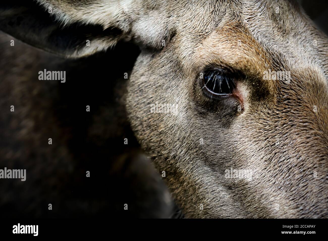 Moose portrait hi-res stock photography and images - Alamy