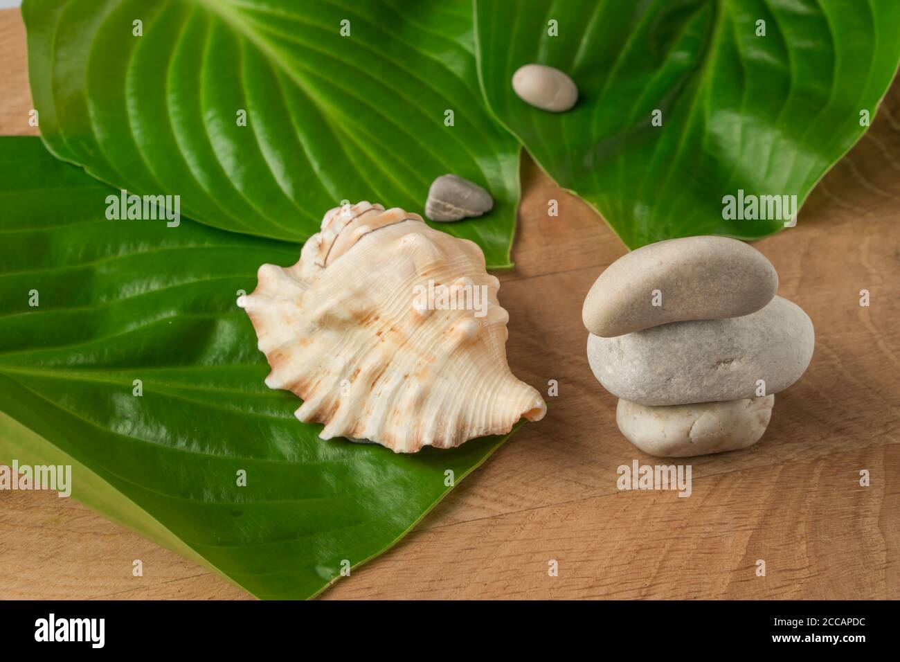 Green leaves, stones of various sizes and a shell on a wooden board ...