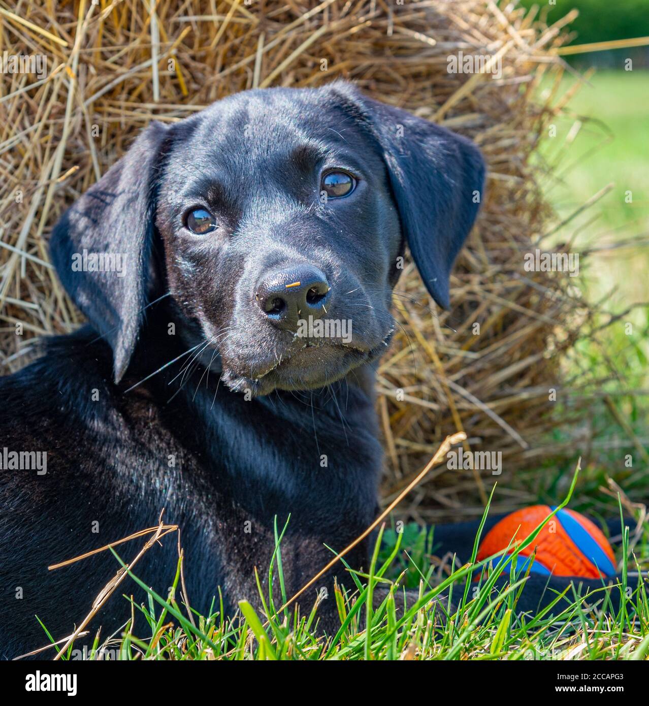 Are Labradors Dangerous