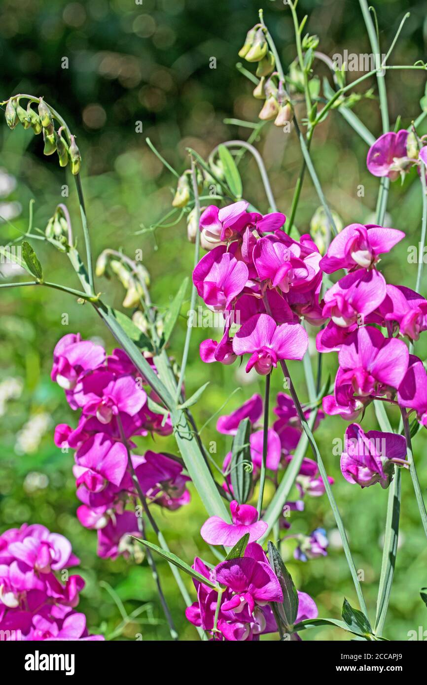 Vetches hi-res stock photography and images - Alamy