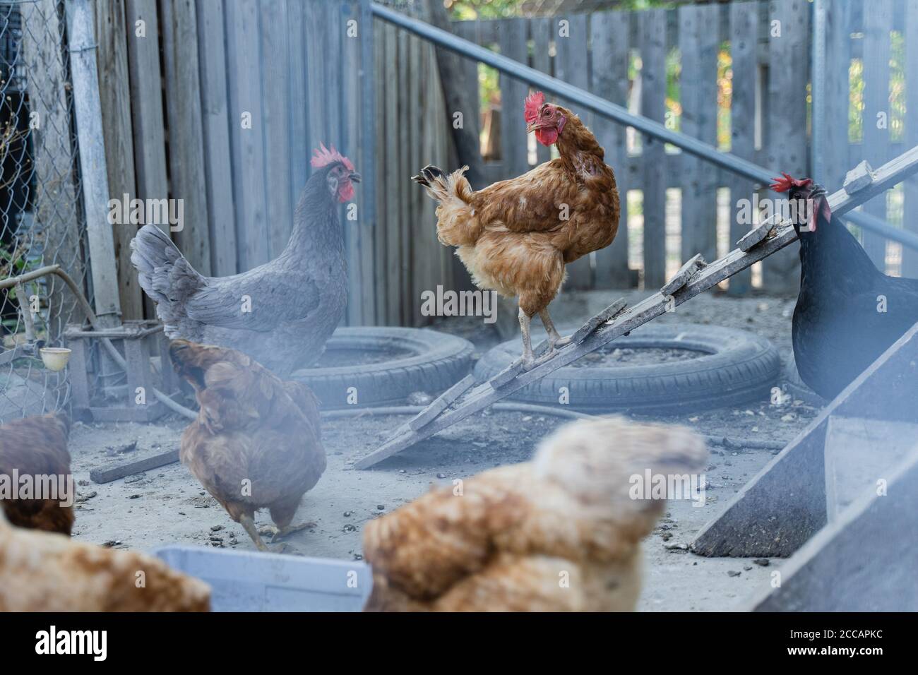 range chickens in a yard in a organic farm Stock Photo - Alamy