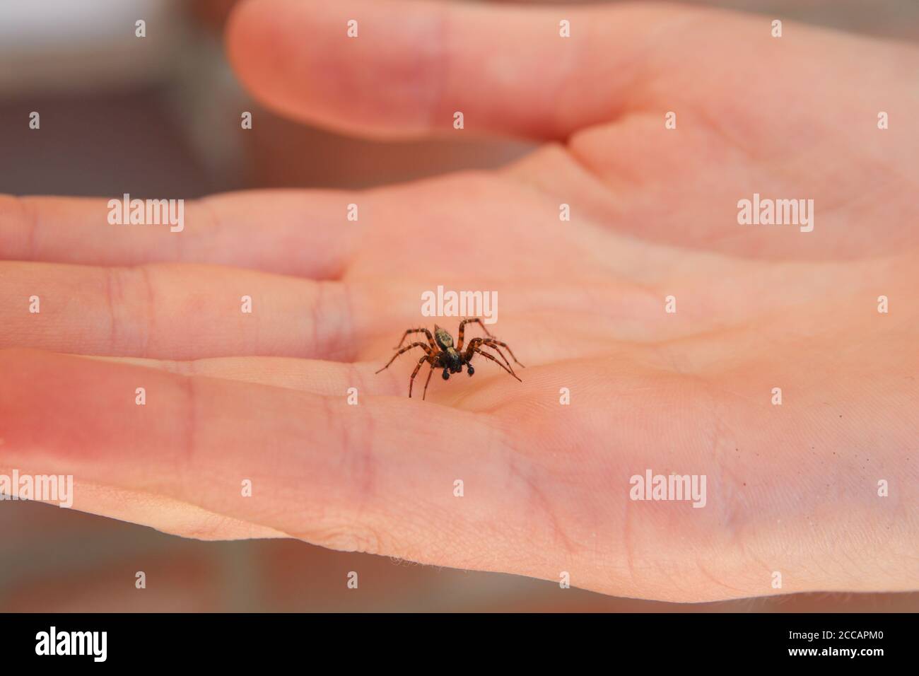An active common house spider crawling on a persons hand Stock Photo ...