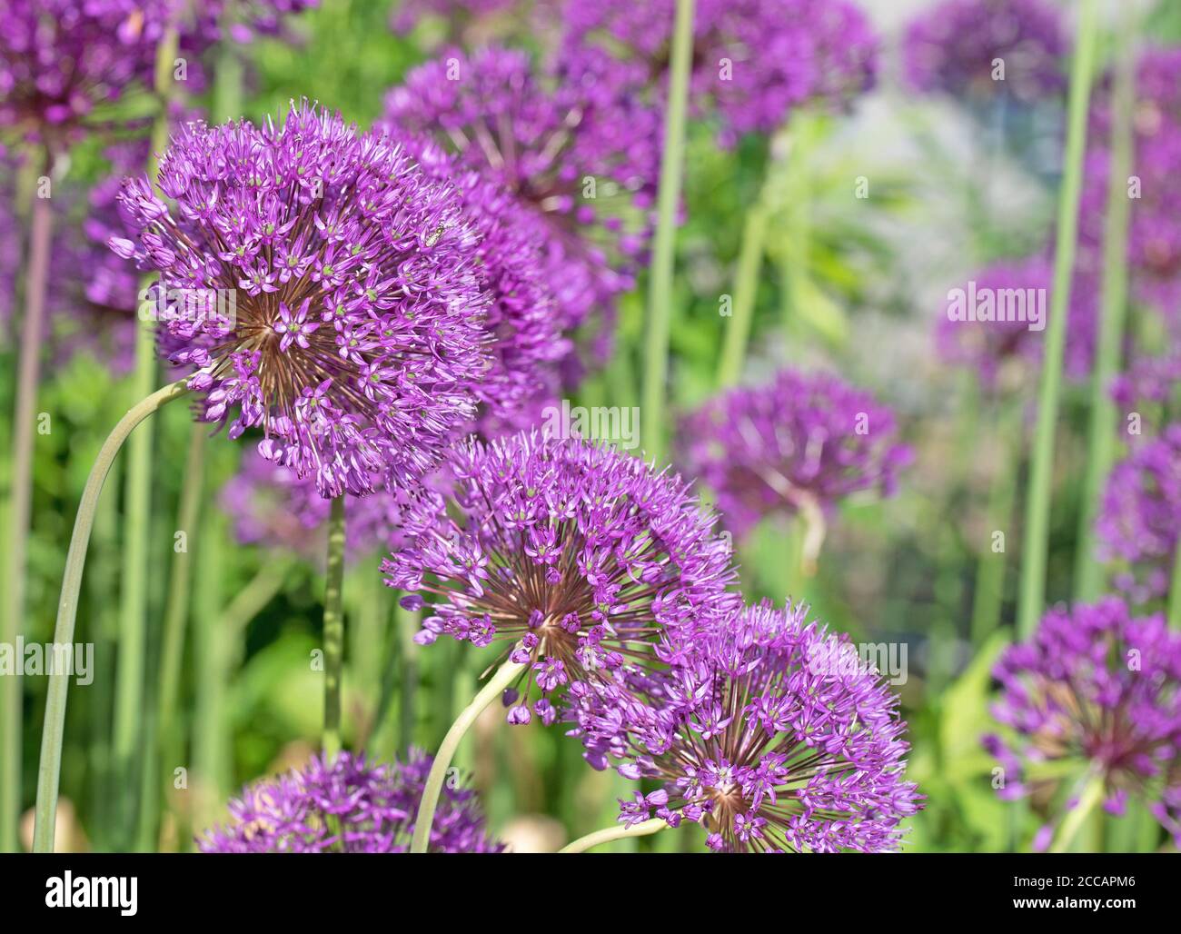Ornamental flowering onion hi-res stock photography and images - Alamy