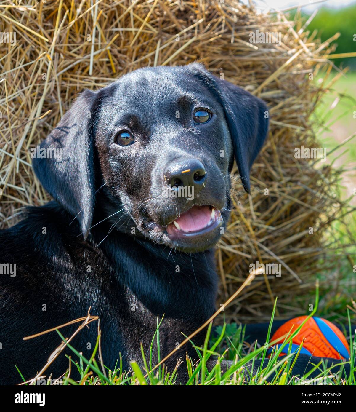 Nine-week-old Black Labrador puppy laying in the shade of a straw bale ...