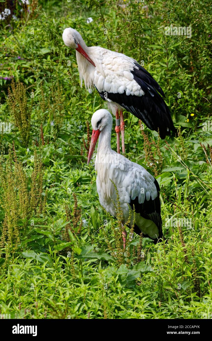 two White Storks; 1 preening, Ciconia ciconia; white; black; red beaks ...