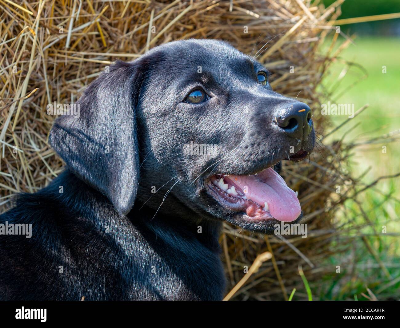 Nine-week-old Black Labrador puppy laying in the shade of a straw bale ...