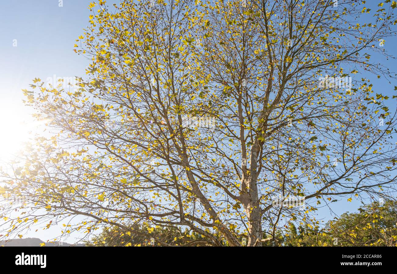 Maple tree (Platanus x hispanica). Robust tree, reaching 35 to 40 m. It ...