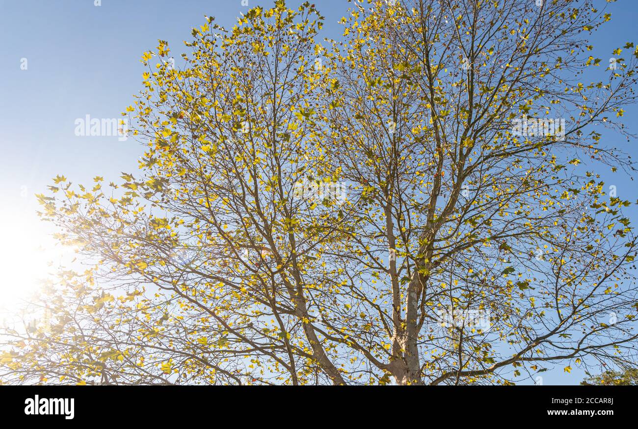 Maple tree (Platanus x hispanica). Robust tree, reaching 35 to 40 m. It ...