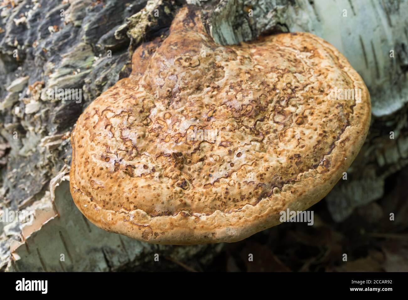 Fungus on tree trunk hi-res stock photography and images - Alamy