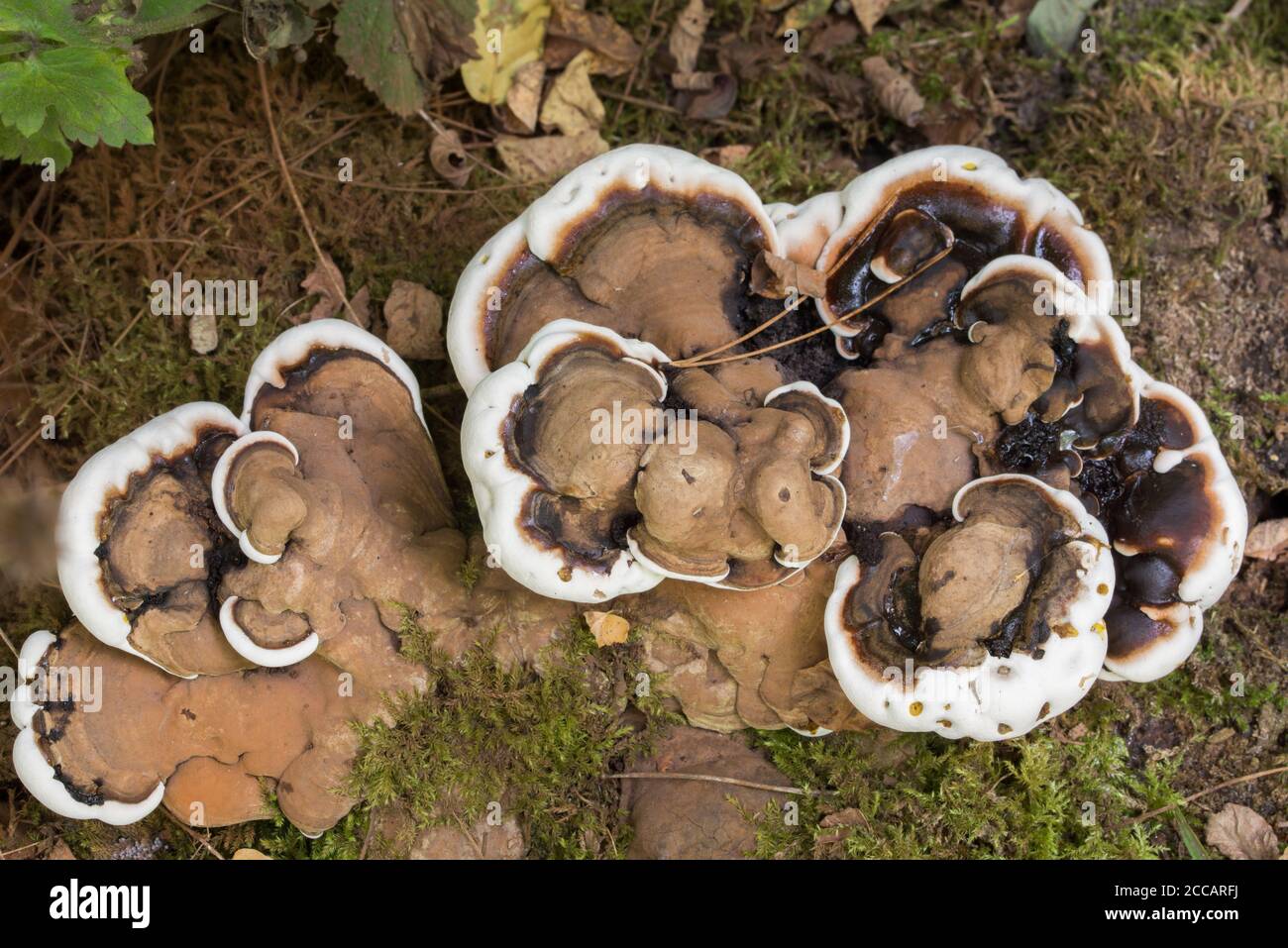 Ganoderma adspersum hi-res stock photography and images - Alamy