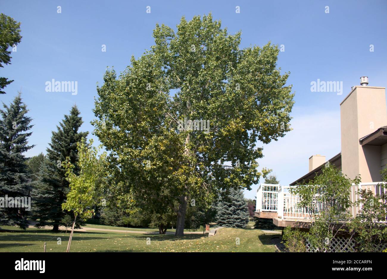Large Tree next to House Stock Photo - Alamy