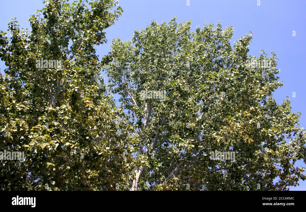 Large Tree, View from Below Stock Photo - Alamy
