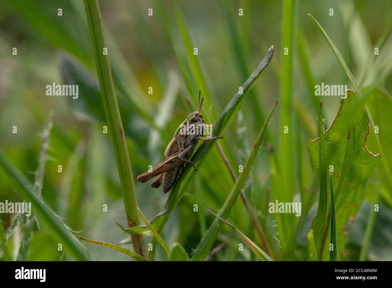 Scottish insect hi-res stock photography and images - Alamy