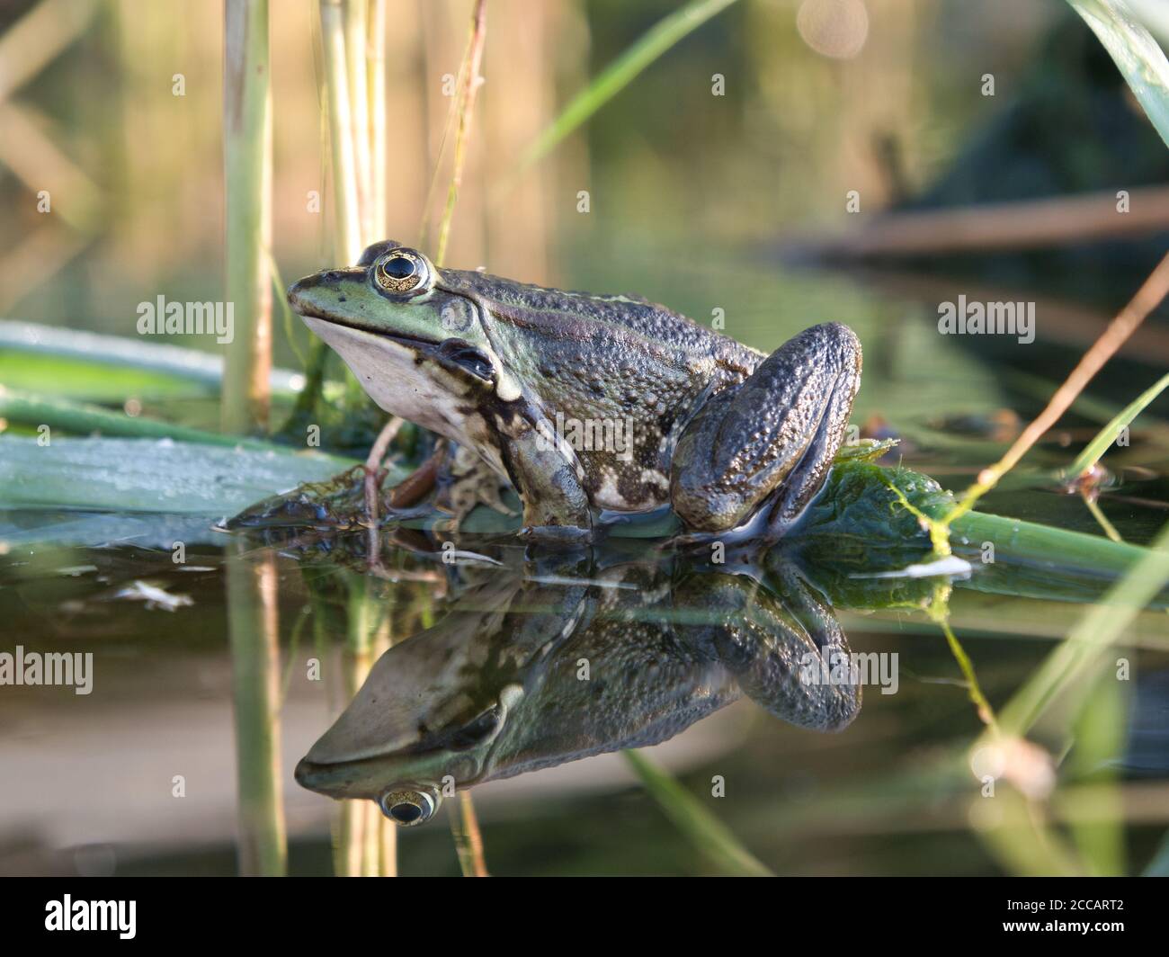 The frog is sitting on the water. Reflection of a frog in the water ...