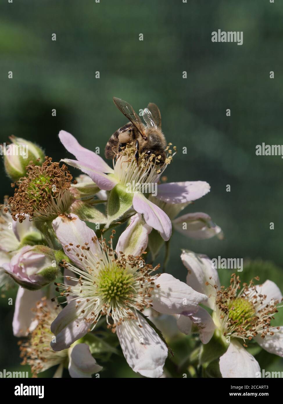 Nectar trees hi-res stock photography and images - Alamy