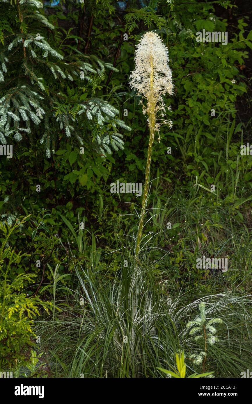 Bear Grass Inflorescence (Xerophyllum tenax Stock Photo - Alamy