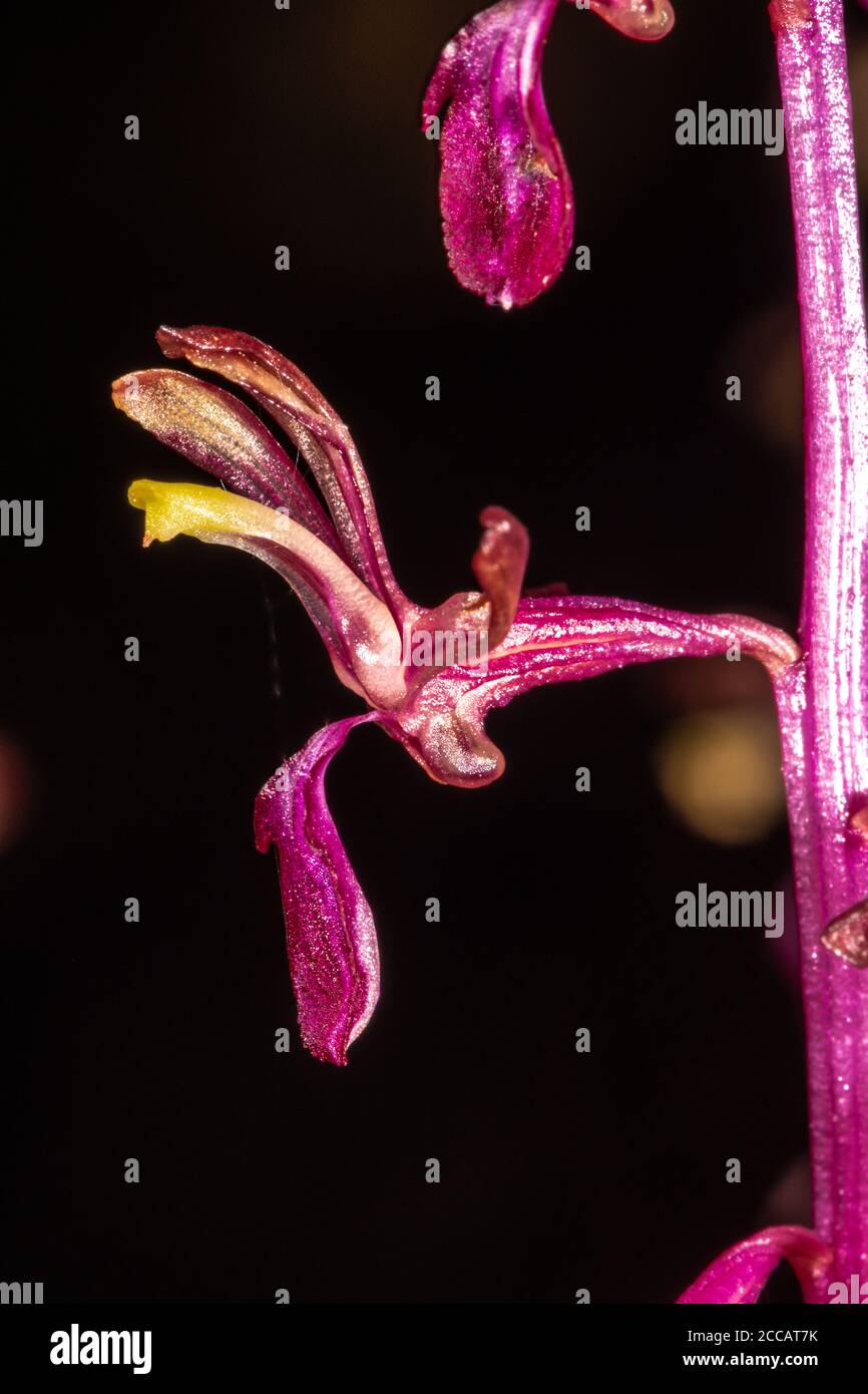 Flower of Striped Coralroot (Corallorhiza striata), Idaho Stock Photo ...