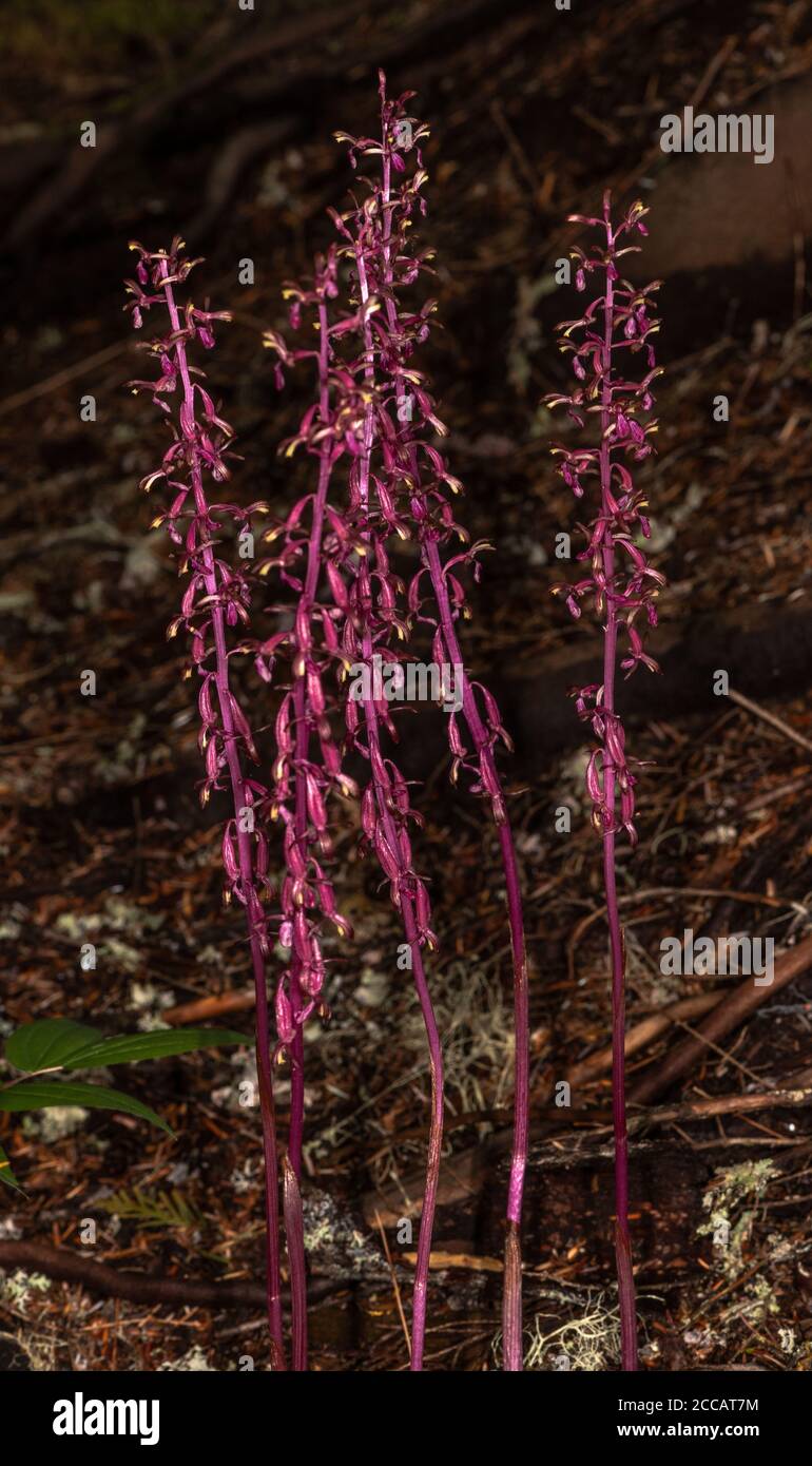 Flowers of Striped Coralroot (Corallorhiza striata), Idaho Stock Photo ...