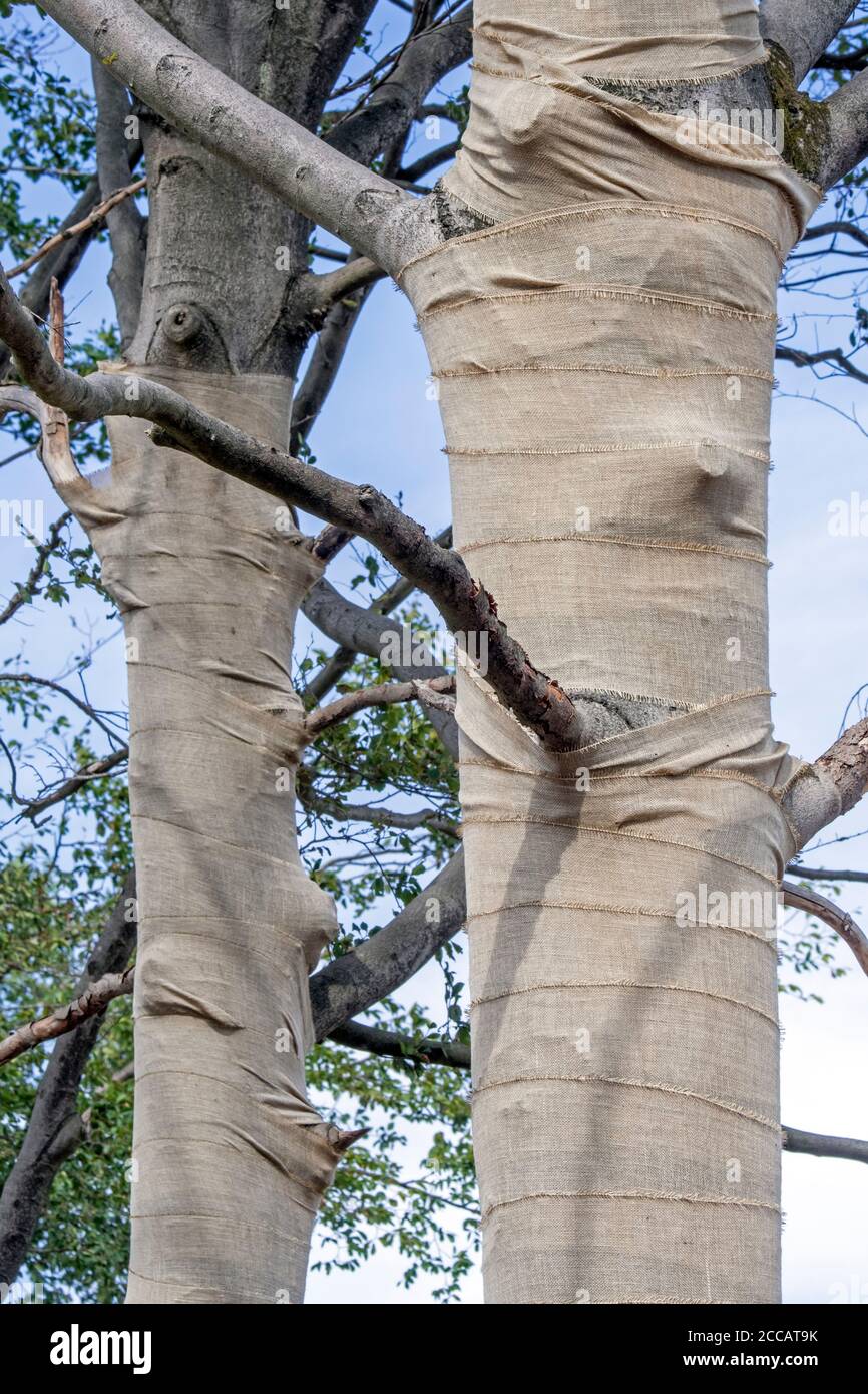 Wrapped trunks hi-res stock photography and images - Alamy