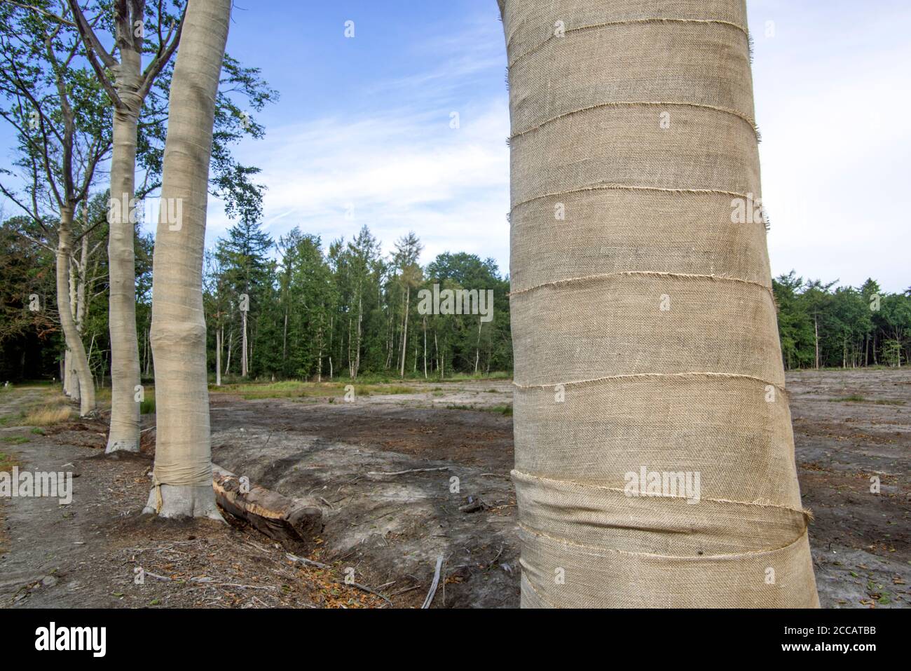 Row of exposed beech trees (Fagus sylvatica) tree trunks wrapped in ...