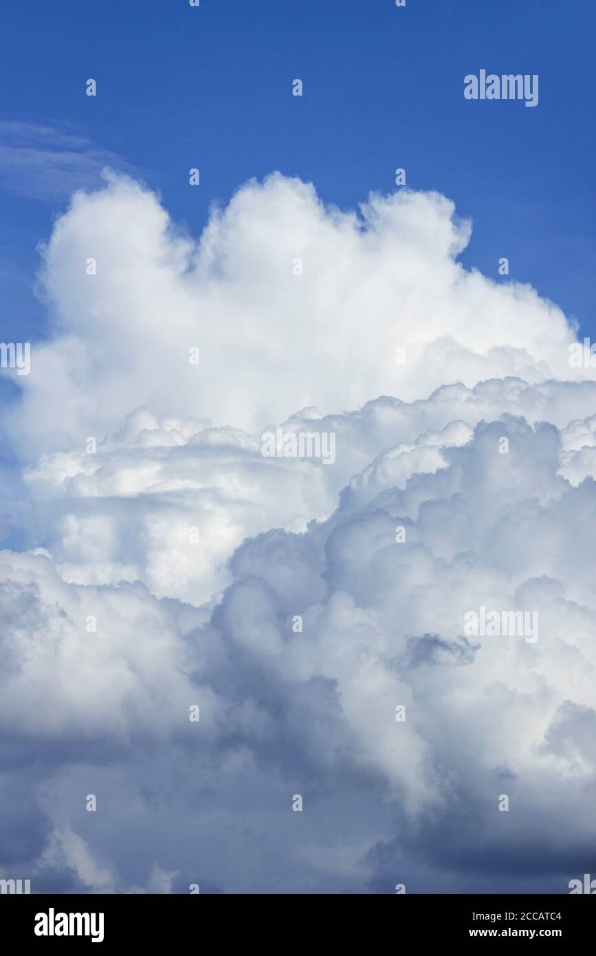 Developping Cumulus congestus cloud also known as towering cumulus ...