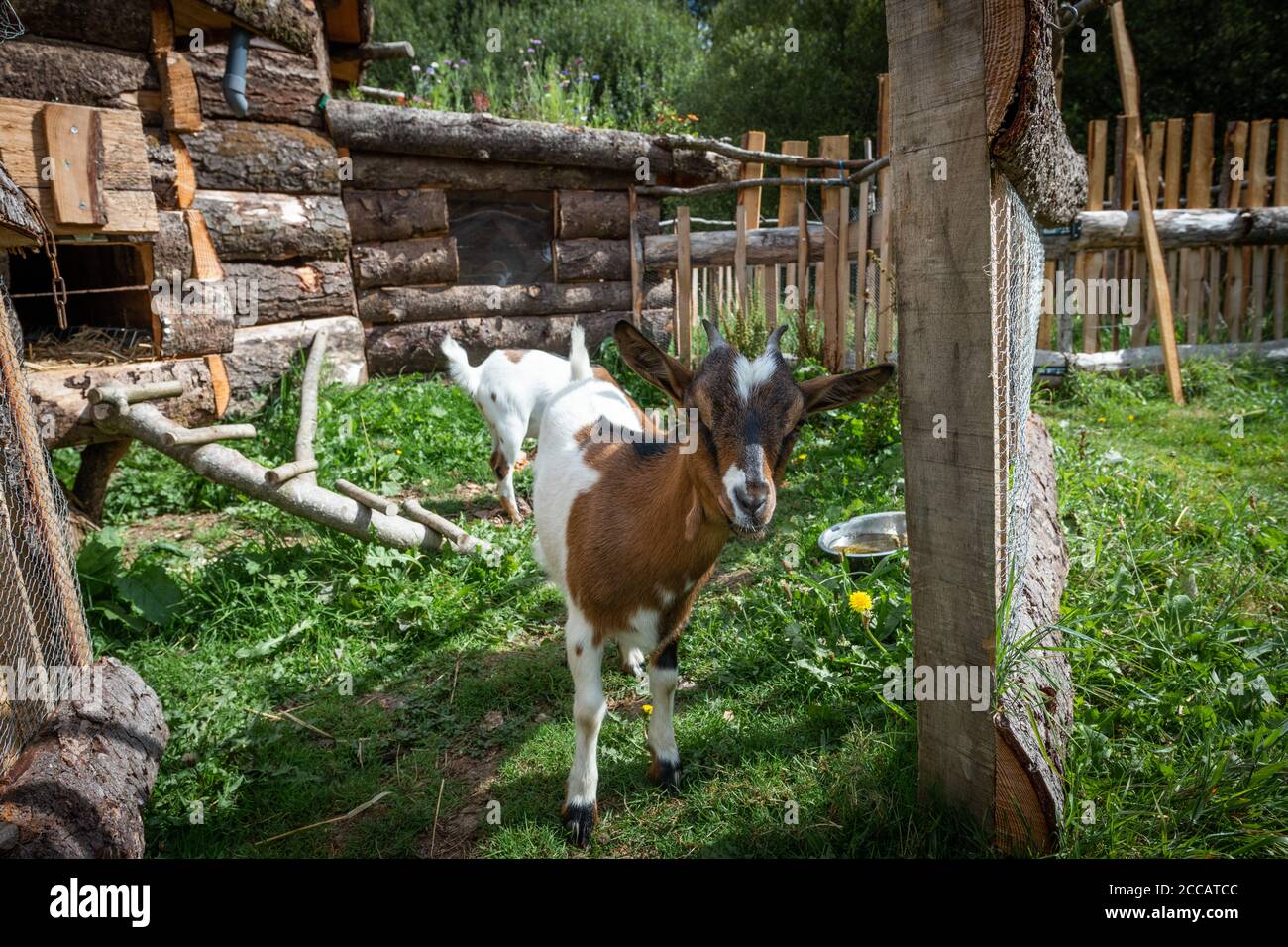 Dwarf goats zoo hi-res stock photography and images - Alamy