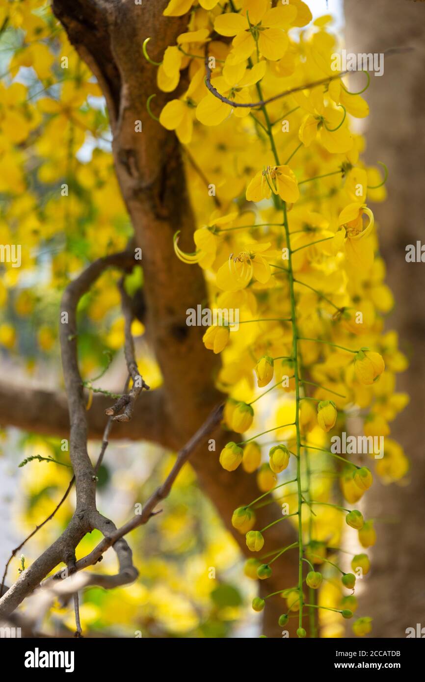Kanikonna otherwise Cassia fistula in english Stock Photo - Alamy